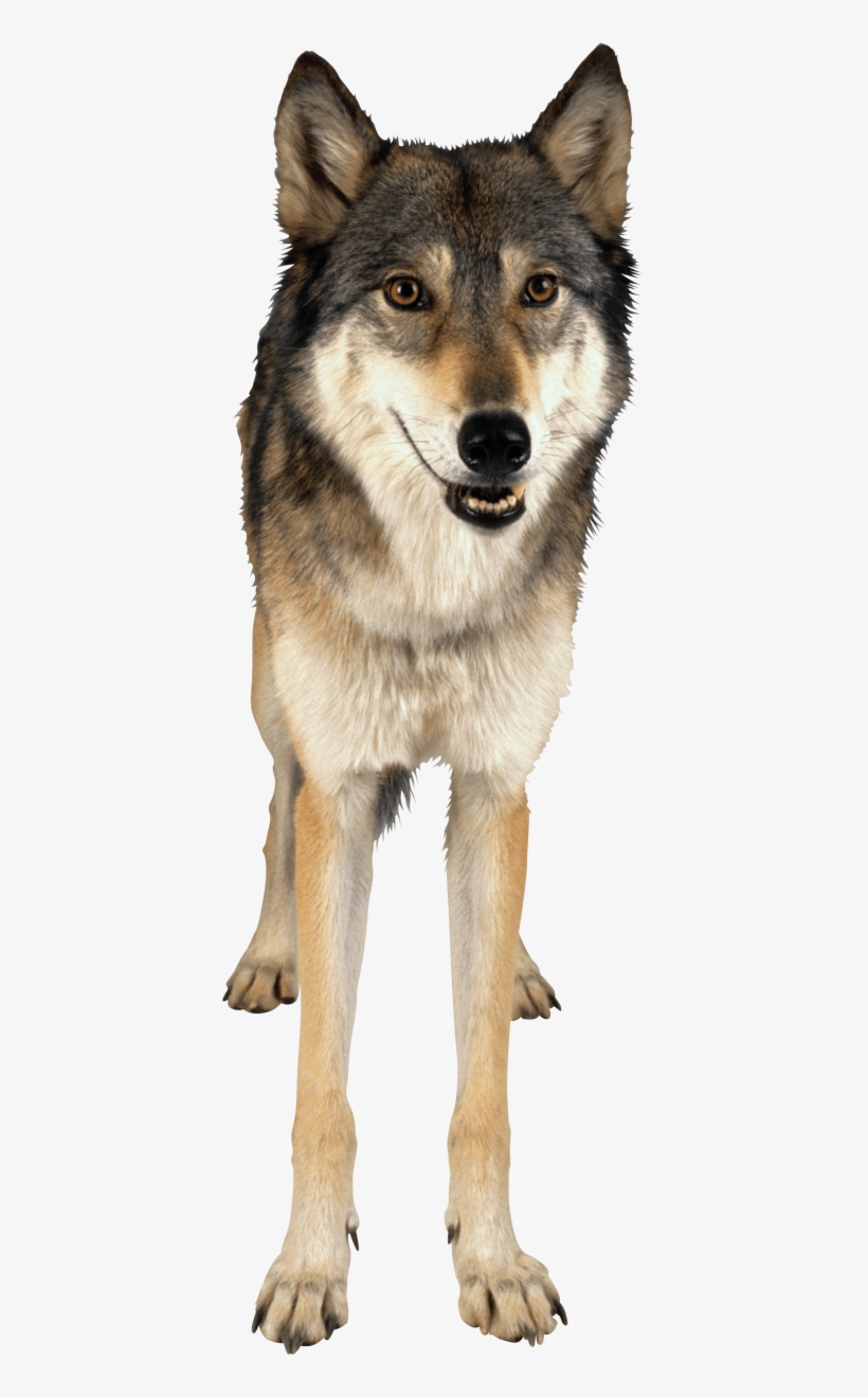 Download Wolf Png Image - No Background Wolves Transparent ...