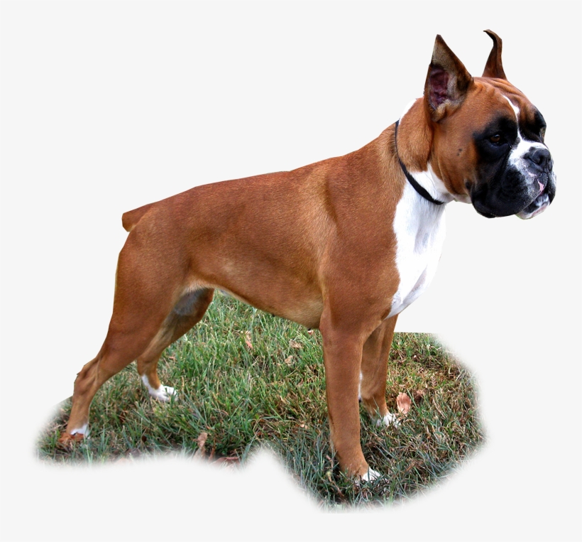 Demi - Boxer PNG Image | Transparent PNG Free Download on SeekPNG