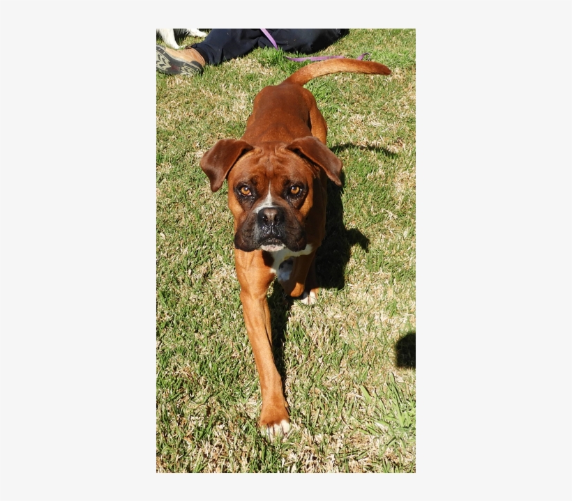 1 Of 15 Images - Boxer PNG Image | Transparent PNG Free Download on SeekPNG