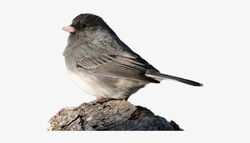 Junco Png PNG Image | Transparent PNG Free Download on SeekPNG