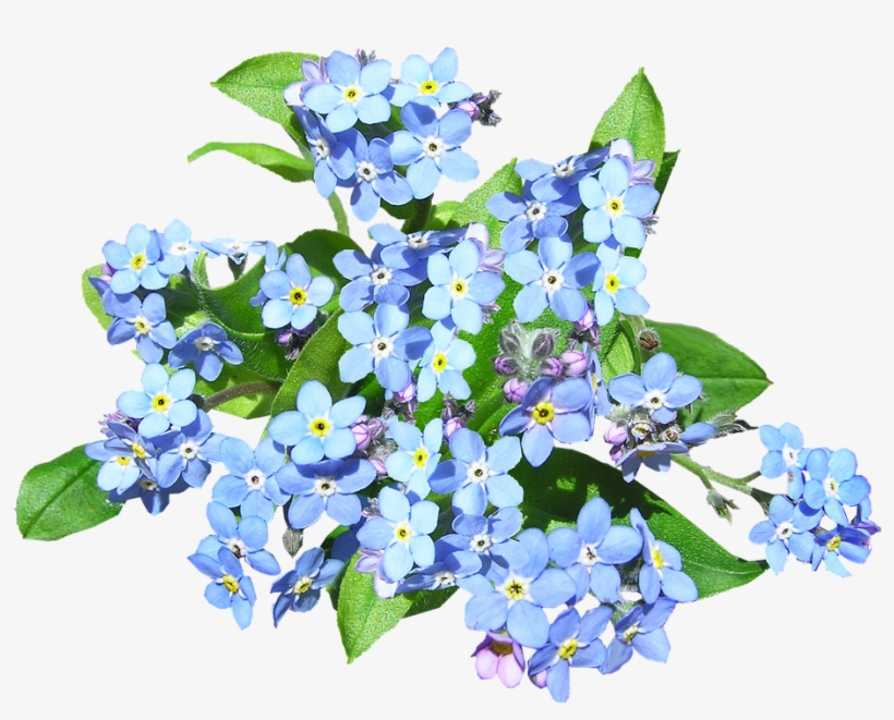 Forget Me Not Png PNG Image | Transparent PNG Free Download on SeekPNG
