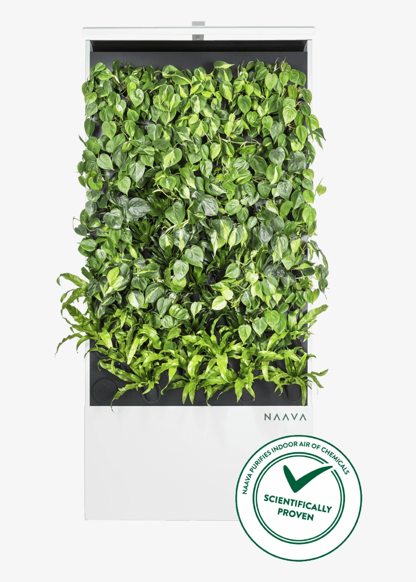 Naava Green Walls - Sageretia Theezans PNG Image | Transparent PNG Free ...