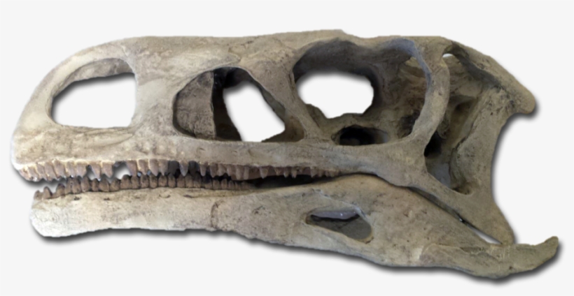 Cast Of Skull And Jaw Of Aetosaur Prosauropod Dinosaur - Skull PNG ...