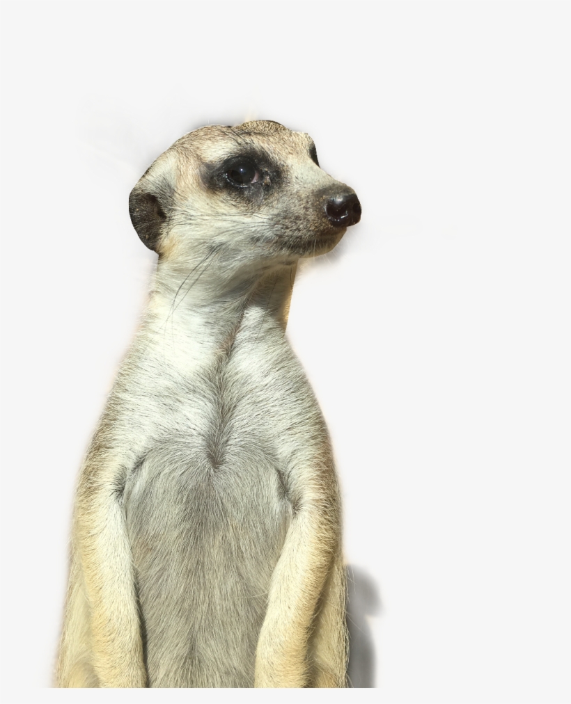 Meerkat PNG Image | Transparent PNG Free Download on SeekPNG