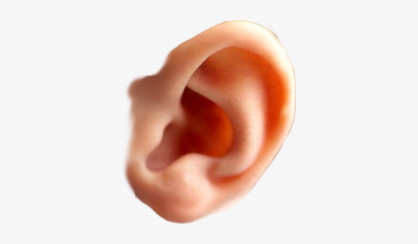 Ear Png - Human Ear Transparent Background PNG Image | Transparent PNG ...