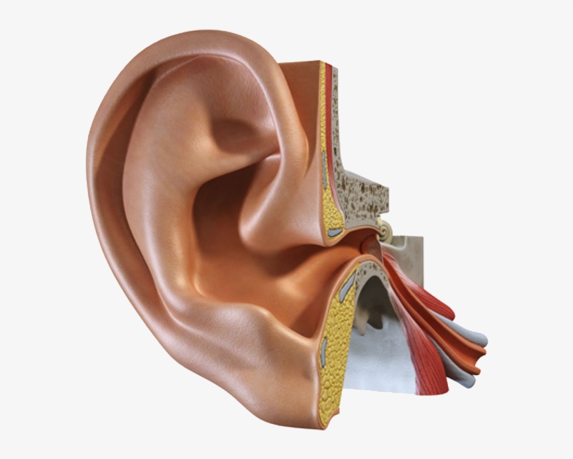 Ear Png Photo - Ear Institute PNG Image | Transparent PNG Free Download ...