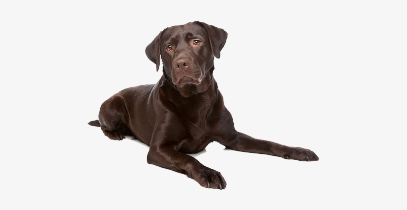 Labrador Png File - Chocolate Labrador Retriever Png PNG Image ...