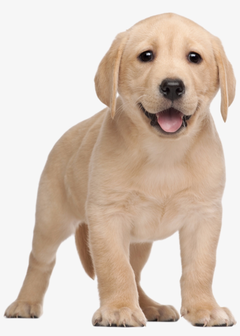 Labrador Retriever Puppy Yorkshire Terrier Clip Art - Labrador Puppy ...
