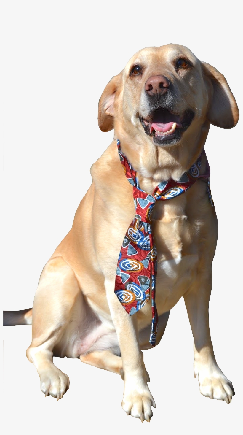 Labrador Retriever PNG Image | Transparent PNG Free Download on SeekPNG