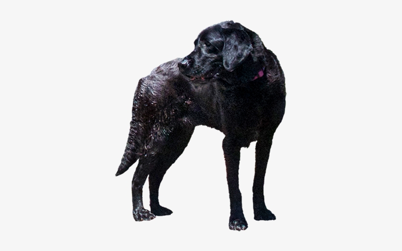 A Medium-sized Black Lab Dog, Just Taking A Break While - Labrador ...