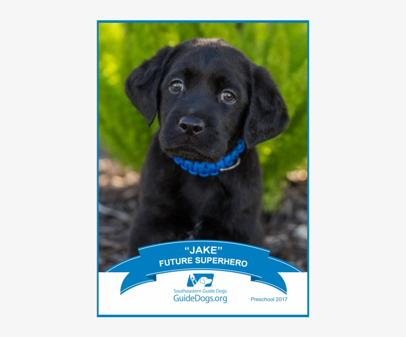 Southeastern Guide Dogs PNG Image | Transparent PNG Free Download on ...