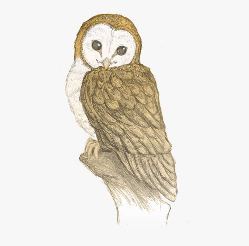 Pegasusqueen Trade Owl By The Snow Fox - Pencil Sketches Of Owls PNG ...