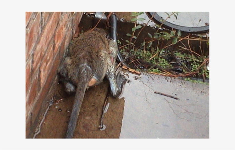A Monkey That Landed On An Escom Transformer Resulting - Wallaby PNG ...