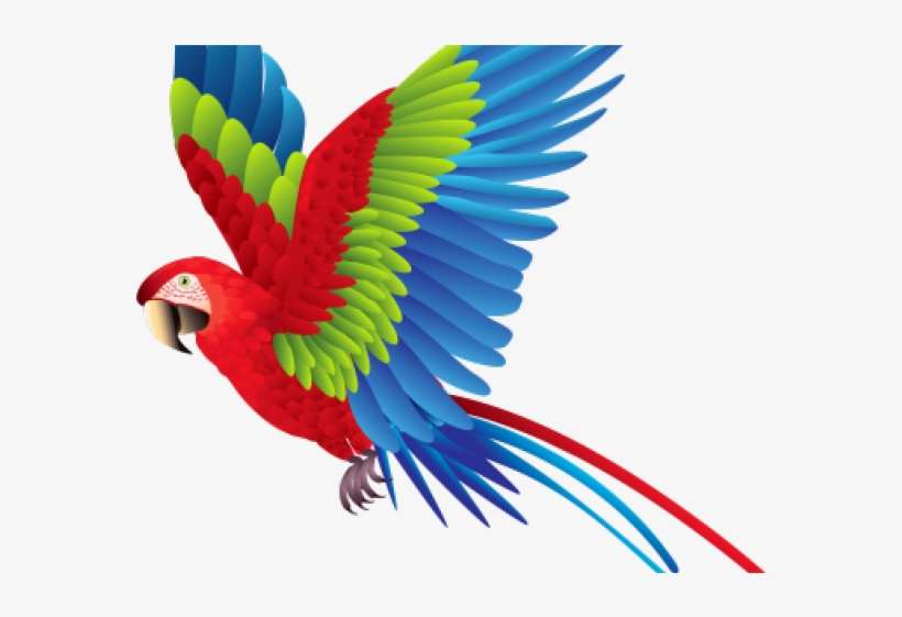 Macaw Flying Drawing