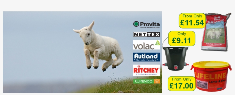 Spring Lambing Essentials - Lamb PNG Image | Transparent PNG Free ...