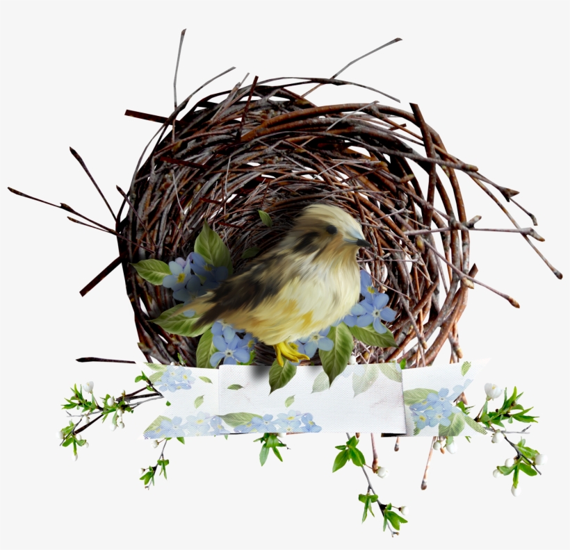 Nido De Pajaros Png PNG Image | Transparent PNG Free Download on SeekPNG