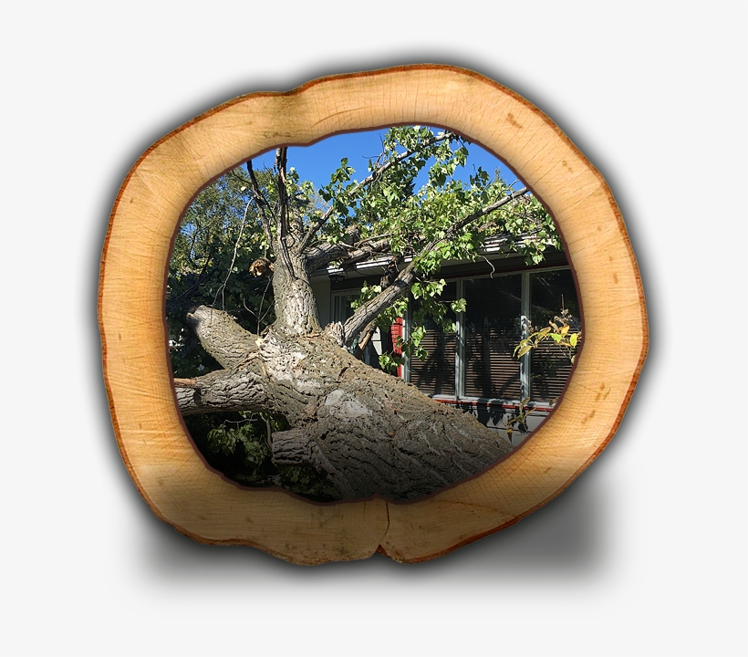 Storm Damange - Oak PNG Image | Transparent PNG Free Download on SeekPNG