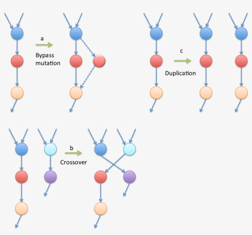Mutation, Crossover, And Duplication Operators On Behavior - Diagram ...