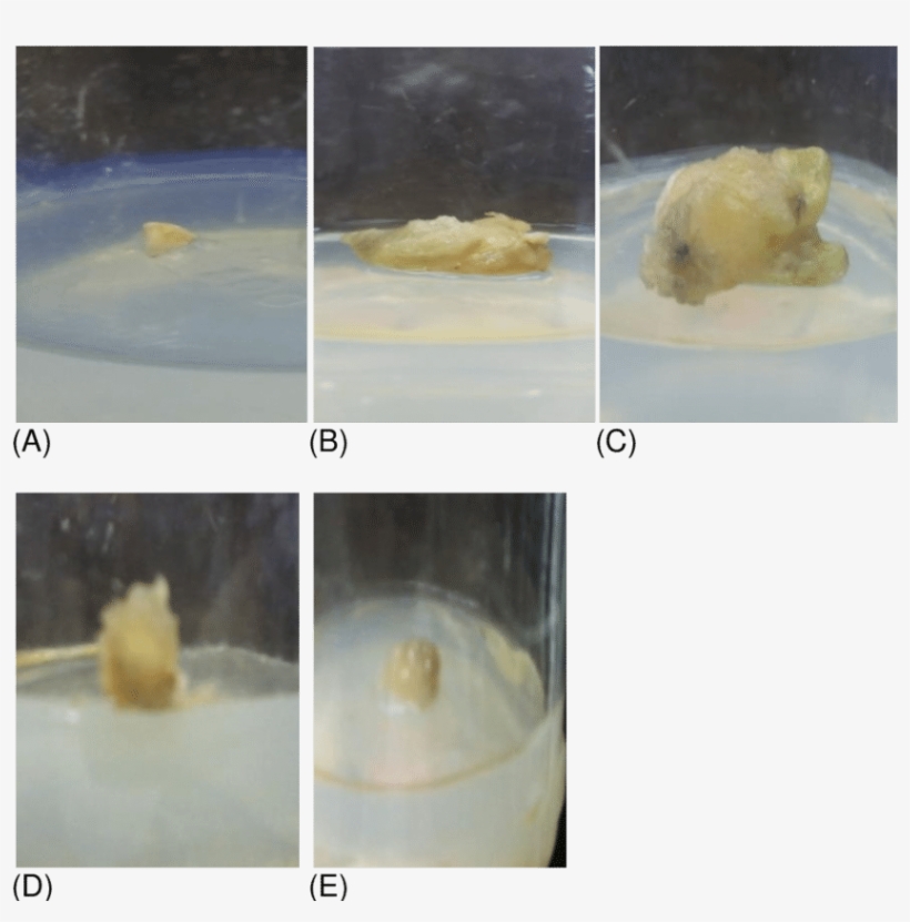 Download Callus Induced From Shoot Tip Explants By Ms Medium - Batter ...