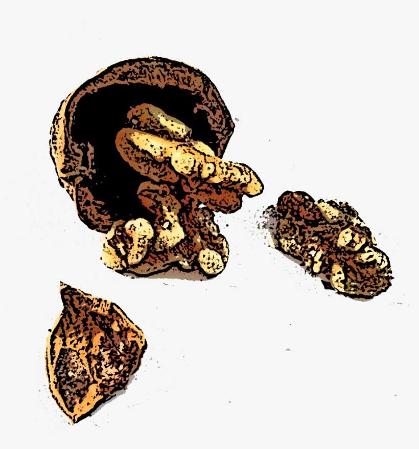 Download Tiko-walnuts - Illustration | Transparent PNG Download | SeekPNG