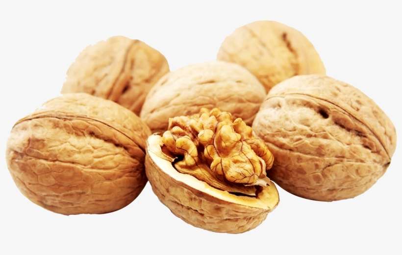 English Walnut Eastern Black Walnut Wallpaper PNG Image | Transparent ...