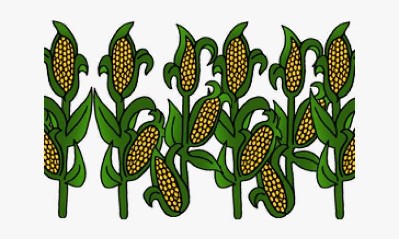 Download Cornfield Clipart Row Corn - Clip Art | Transparent PNG ...