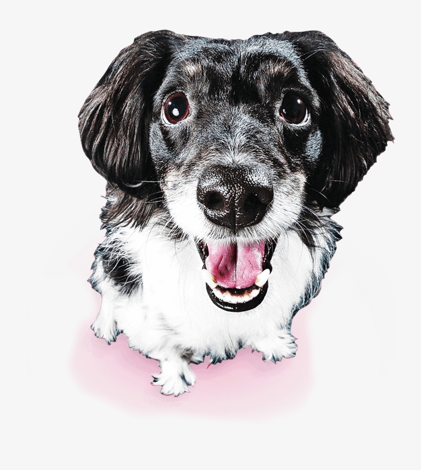 Download Condicionador Hidratante Marshmallow - Stabyhoun | Transparent ...