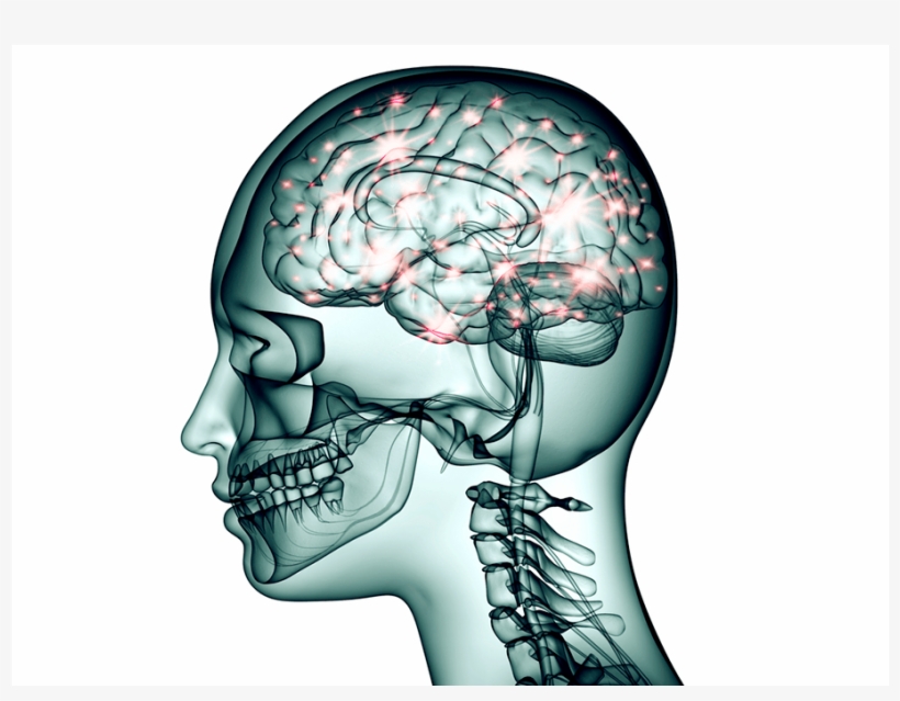 3-d Mini Brains Accelerate Research For Repairing Brain - Neurology PNG ...