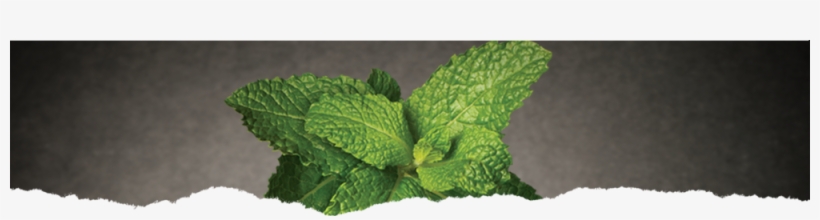 Mint Herbal Tea PNG Image | Transparent PNG Free Download on SeekPNG
