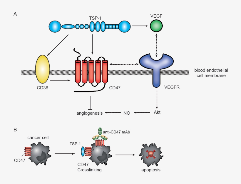 Anti Angiogenic And Direct Anti Cancer Effects Mediated ...