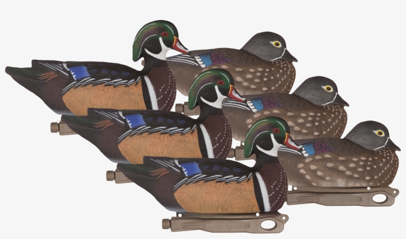 Rugged Series Wood Ducks - Wood Duck PNG Image | Transparent PNG Free ...