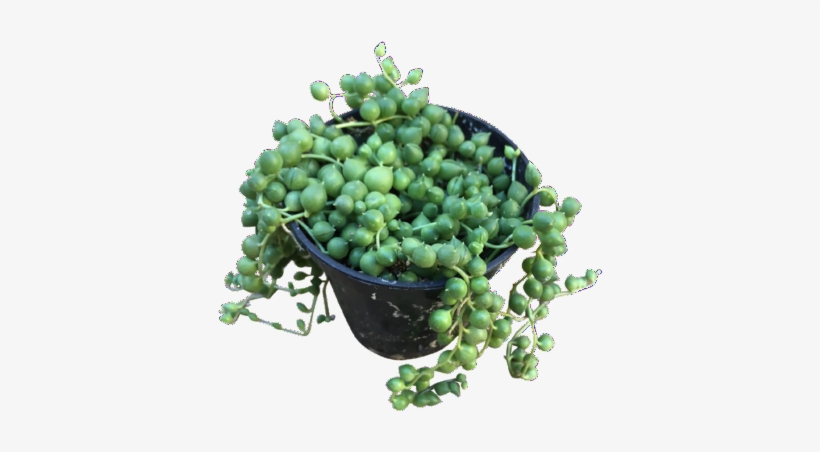 String Of Pearls - String-of-pearls PNG Image | Transparent PNG Free ...