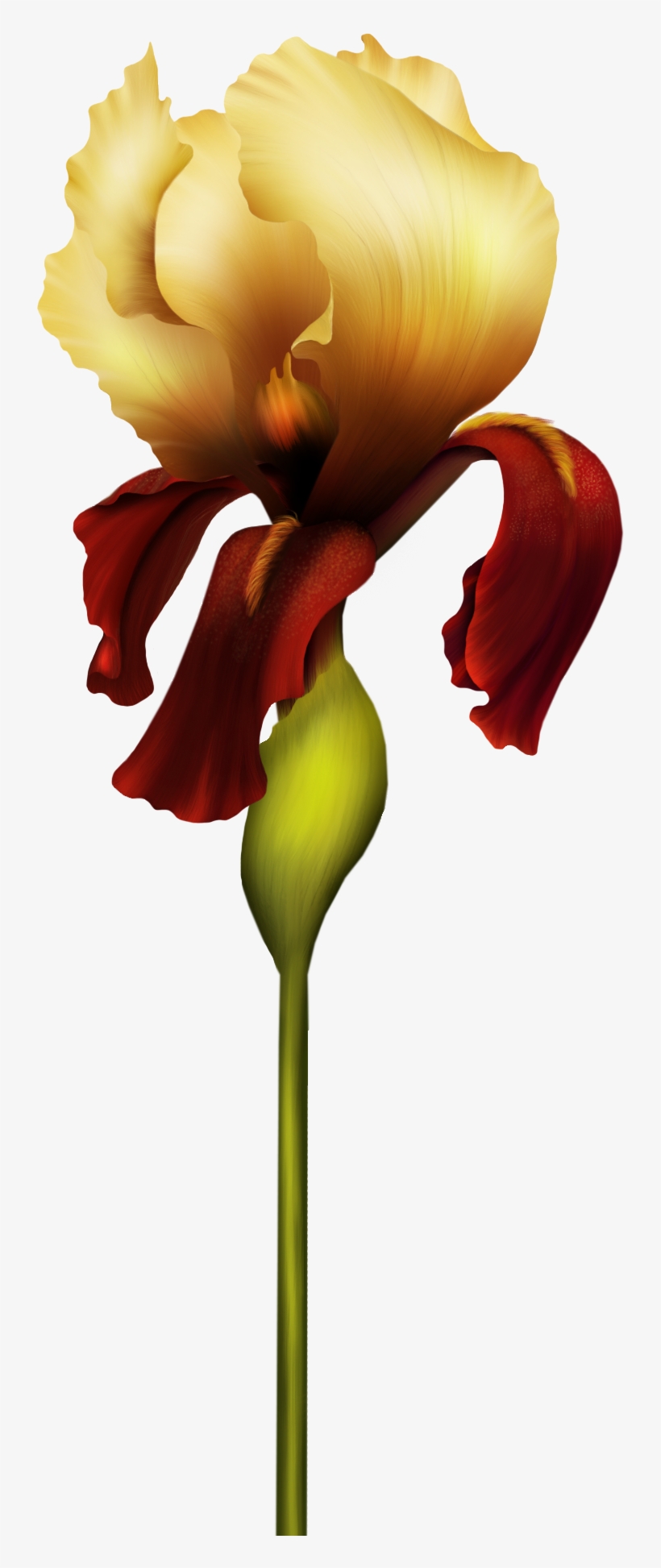 Download Iris Flower Png Clipart - Alphabet | Transparent PNG Download ...