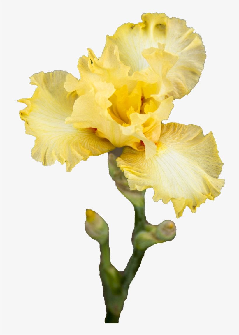 Iris Flower Png - Yellow Iris PNG Image | Transparent PNG Free Download ...