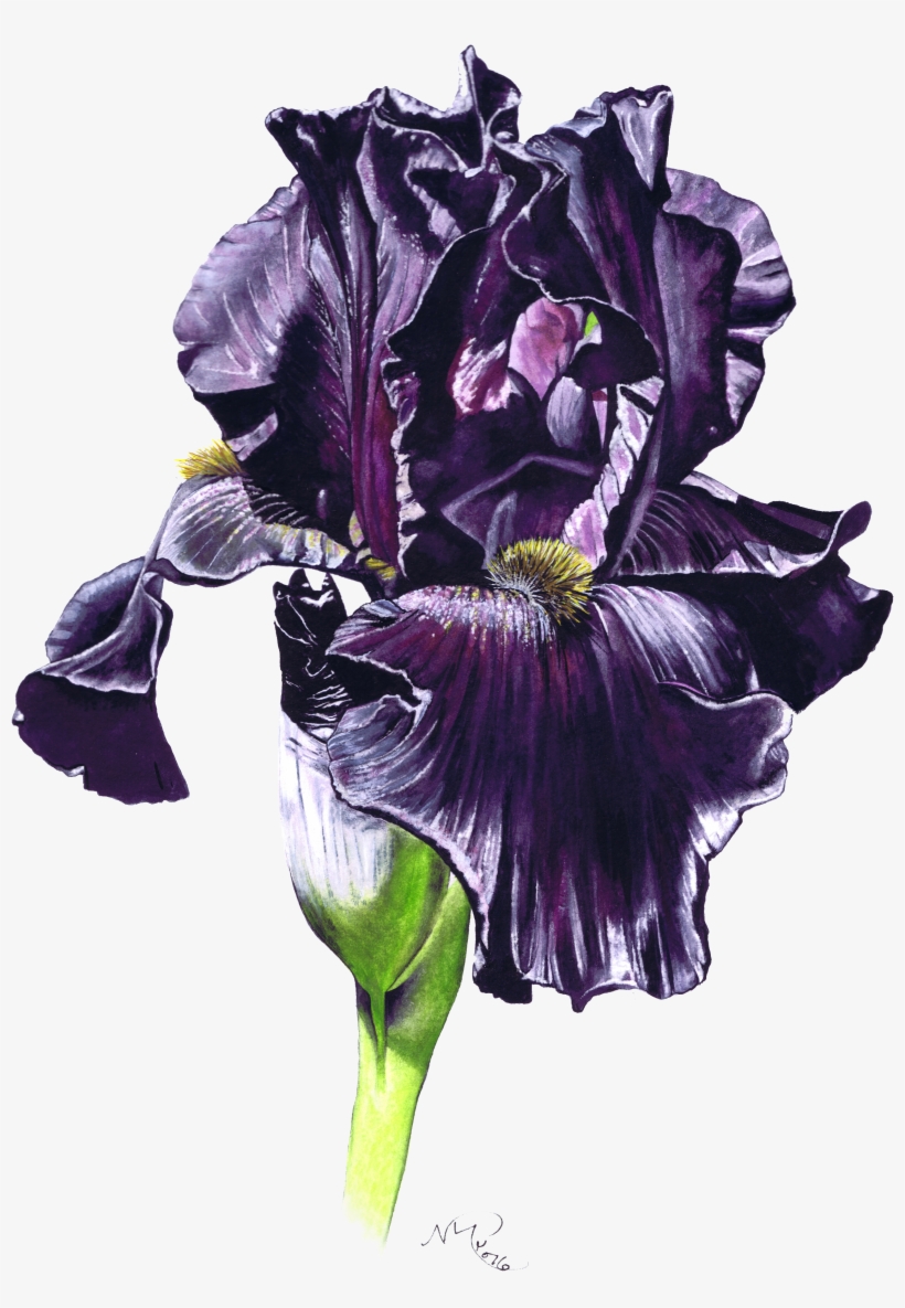 Orris Root PNG Image | Transparent PNG Free Download on SeekPNG