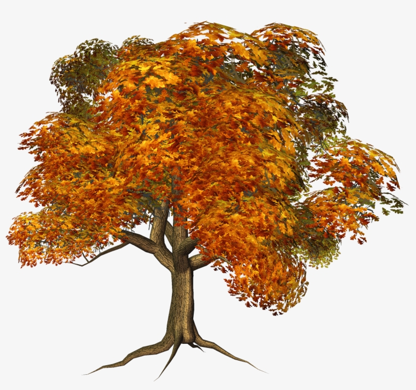 Fall Trees No Background PNG Image | Transparent PNG Free Download on ...