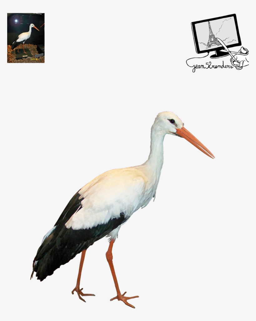 Crane Bird Png PNG Image | Transparent PNG Free Download on SeekPNG