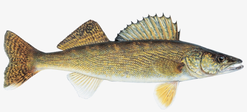 Summary - Minnesota Walleye PNG Image | Transparent PNG Free Download ...