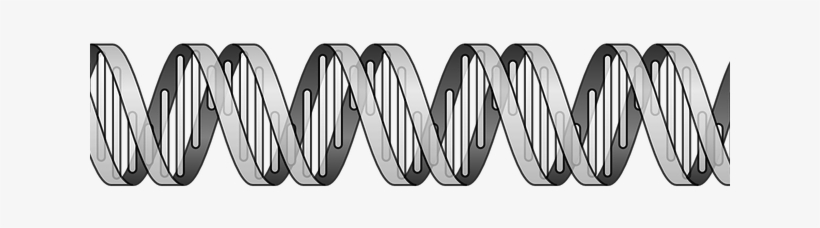 Double Helix Vector - Dna Helix PNG Image | Transparent PNG Free ...