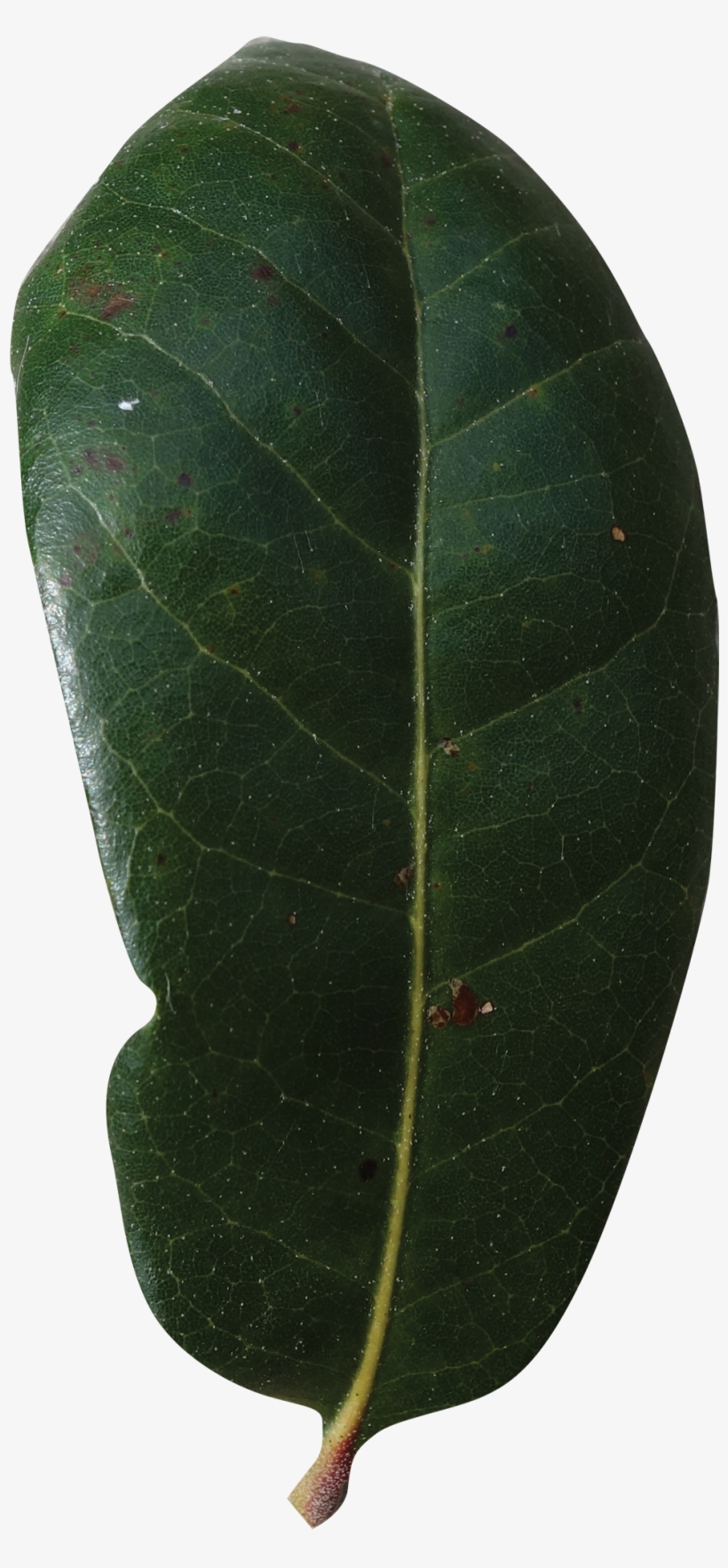 Simple - Live Oak Leaf Png PNG Image | Transparent PNG Free Download on ...