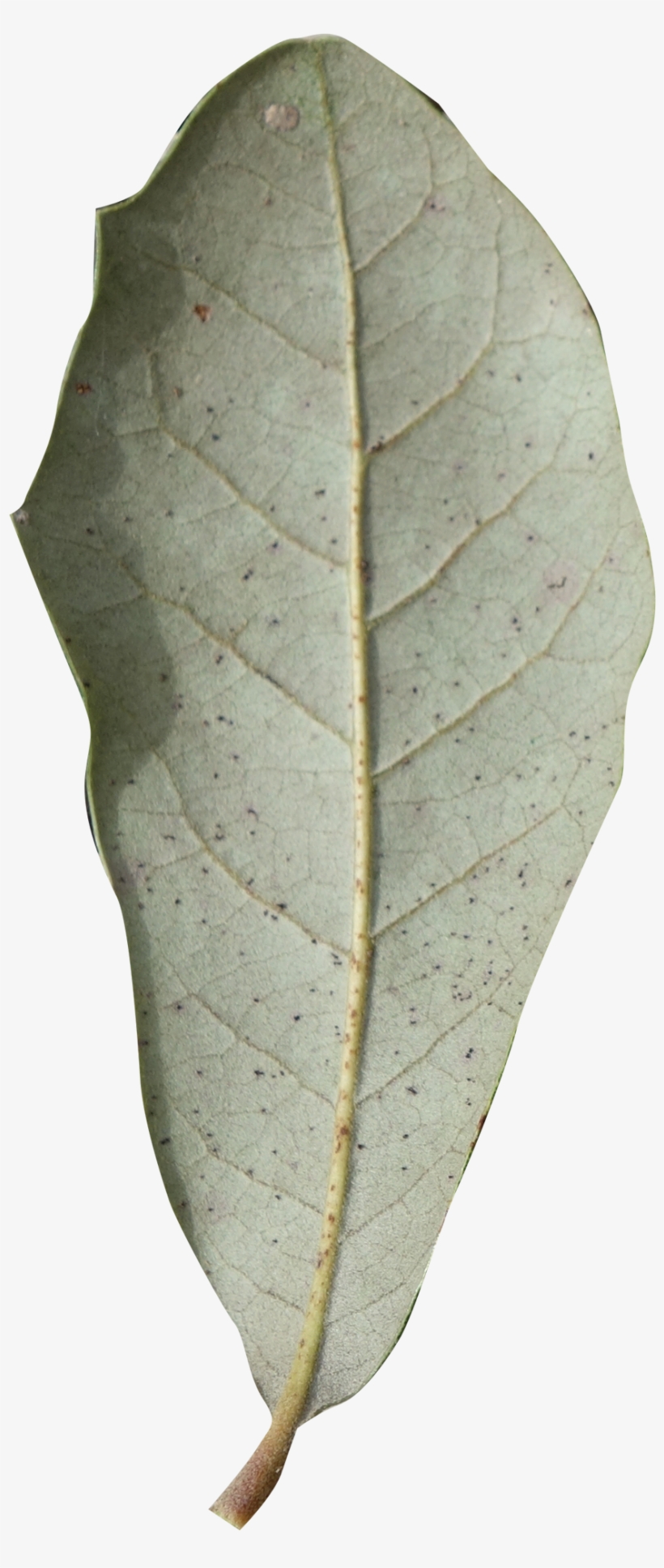 Simple - Pink Evening Primrose PNG Image | Transparent PNG Free ...