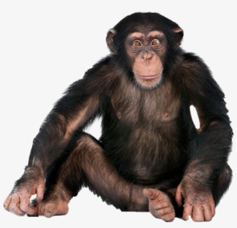 Monkey Png PNG Image | Transparent PNG Free Download on SeekPNG
