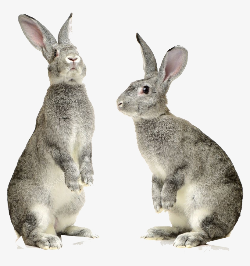 Rabbits Images White Background PNG Image | Transparent PNG Free ...