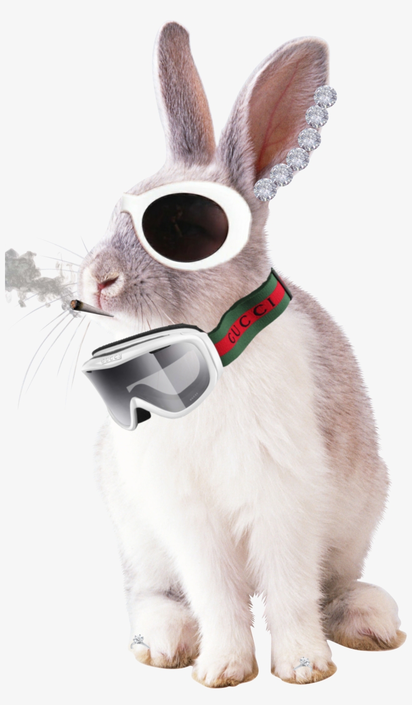 Damn - White Rabbit Image Png PNG Image | Transparent PNG Free Download ...