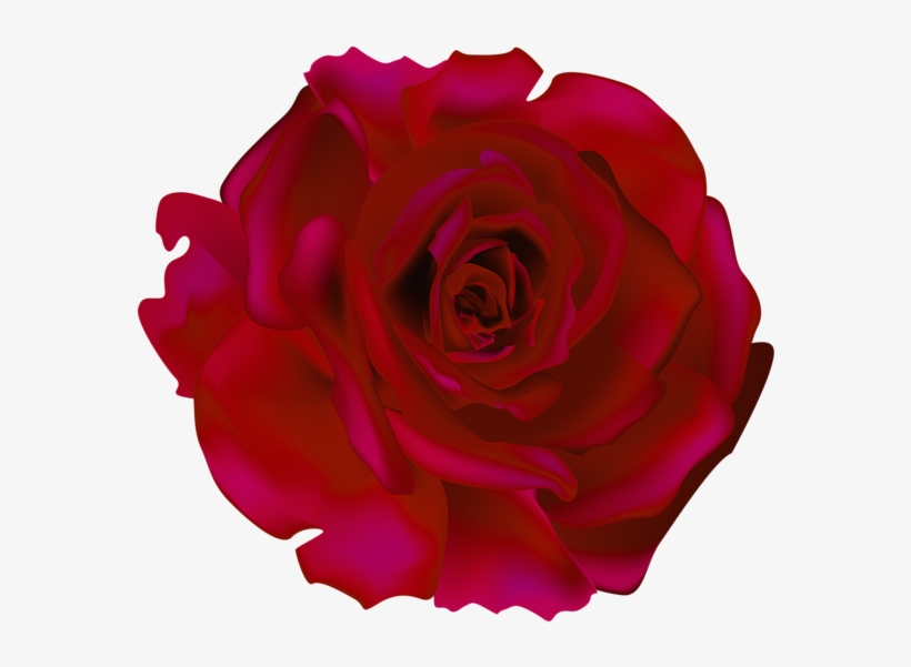 Download Rose Png, Download Png Image With Transparent Background ...
