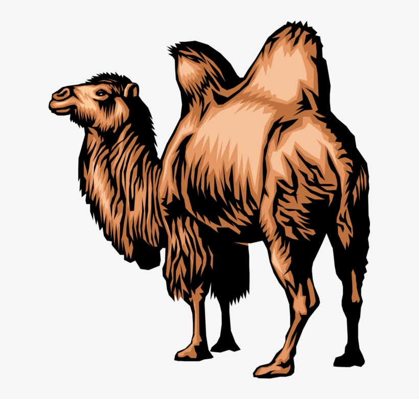 Vector Illustration Of Dromedary Two-humped Camel Beast - Mongolian ...
