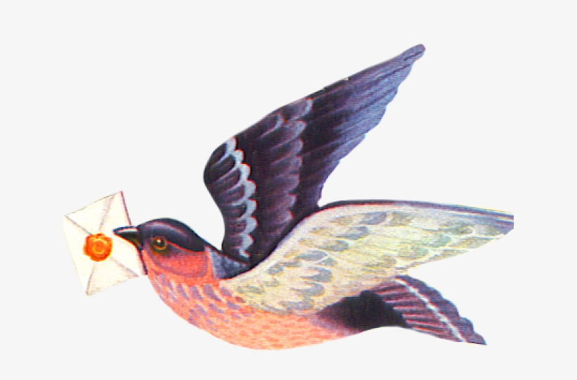 Phasianidae PNG Image | Transparent PNG Free Download on SeekPNG