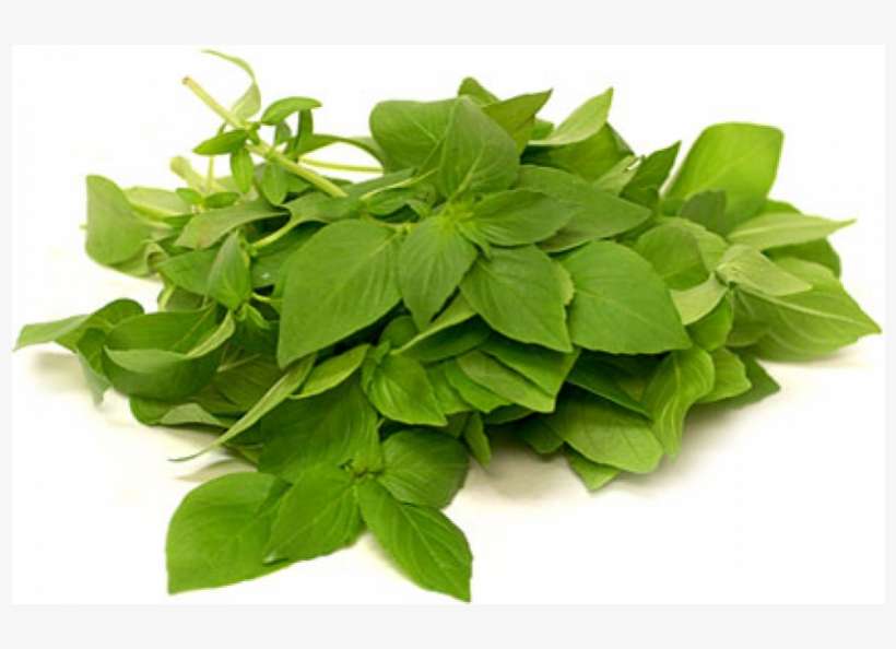 Lemon Basil Png PNG Image | Transparent PNG Free Download on SeekPNG