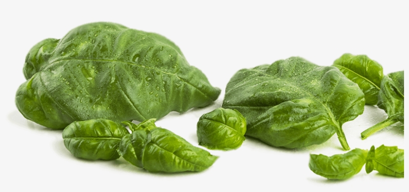 Basil Recipes - Spinach PNG Image | Transparent PNG Free Download on ...