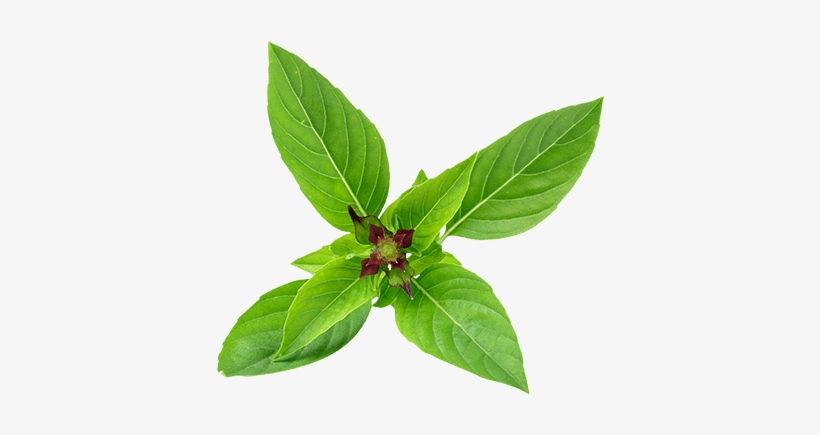 Our - Thai Basil PNG Image | Transparent PNG Free Download on SeekPNG